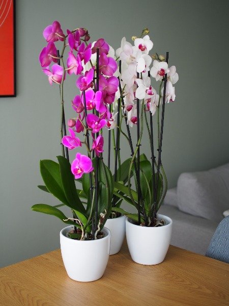 Tulikukka - Kukkivat kukat - Orkidea